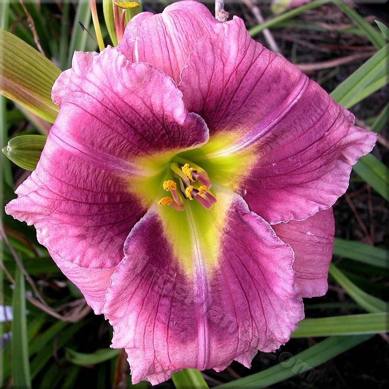 Daylily (Hemerocallis 'Purple Pleasure') in the Daylilies Database ...