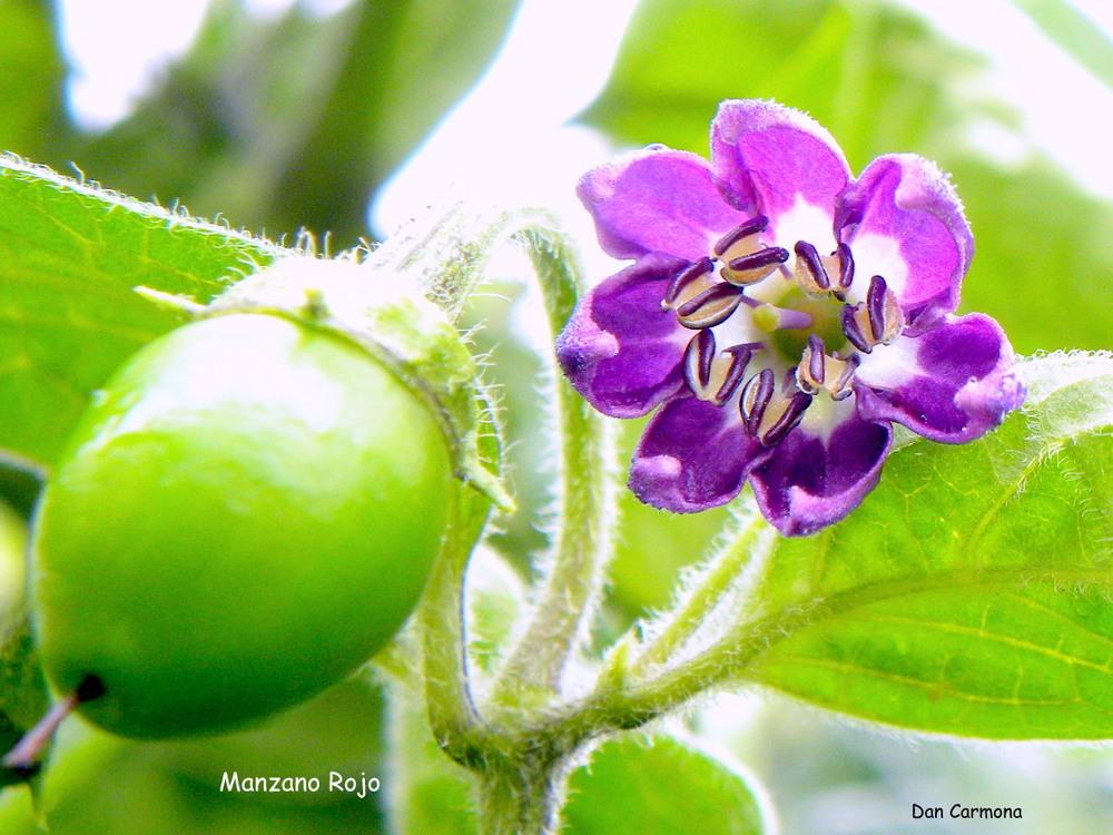 Hot Pepper (Capsicum pubescens 'Manzano') in the Peppers Database ...