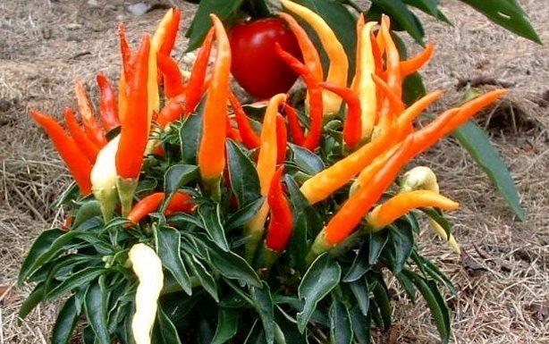 Photo of the fruit of Ornamental Pepper (Capsicum annuum 'Medusa ...
