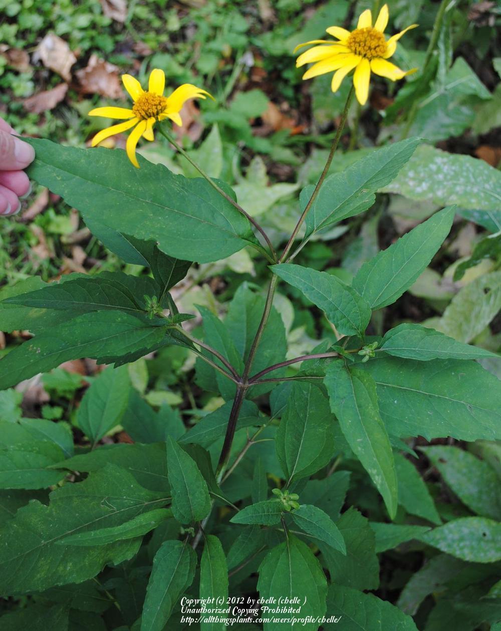 Photo of the leaves of False Sunflower (Heliopsis helianthoides) posted ...