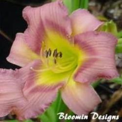 Photo of the bloom of Daylily (Hemerocallis 'Longfields Glory') posted ...