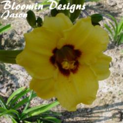 Daylily (Hemerocallis 'Siloam June Bug') in the Daylilies Database ...