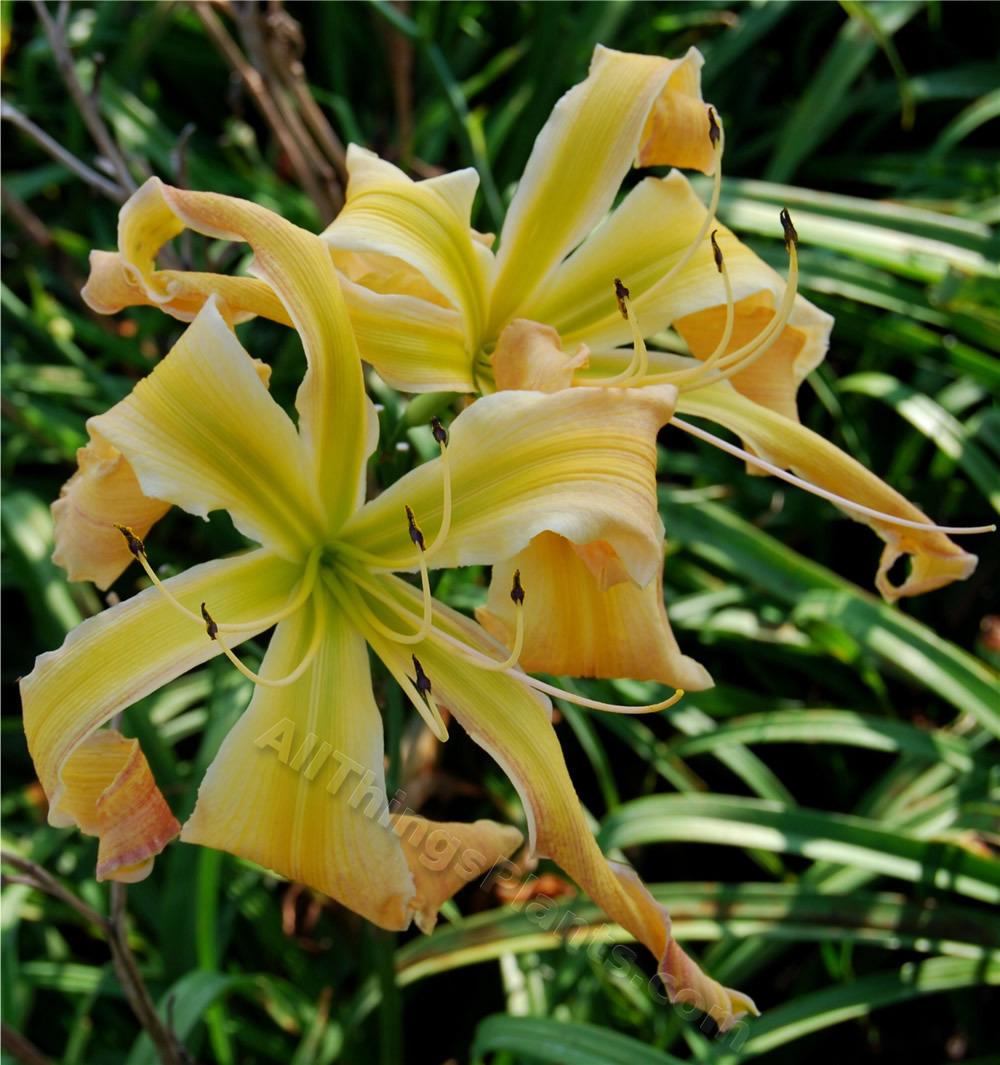 Daylily (Hemerocallis 'Sunset Rays') in the Daylilies Database - Garden.org