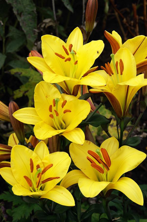 Lily (Lilium 'Golden Angels™') in the Lilies Database - Garden.org