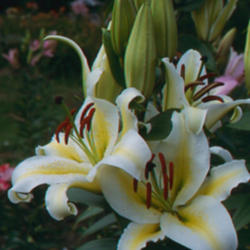 Lily (Lilium 'Pookie') in the Lilies Database - Garden.org