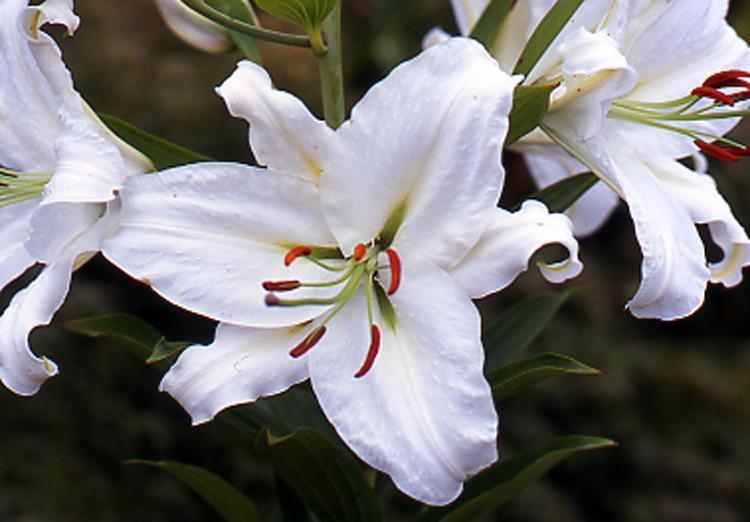 Lily (Lilium 'Crystal Blanca') in the Lilies Database - Garden.org