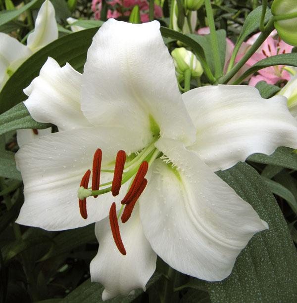 Lily (Lilium 'Garden Angel') in the Lilies Database - Garden.org