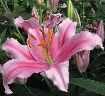 Lily (Lilium 'Deva') in the Lilies Database - Garden.org