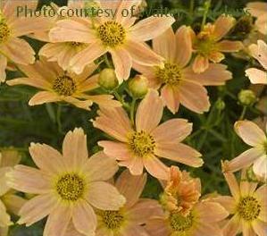 Photo of the bloom of Tickseed (Coreopsis verticillata 'Sienna Sunset ...