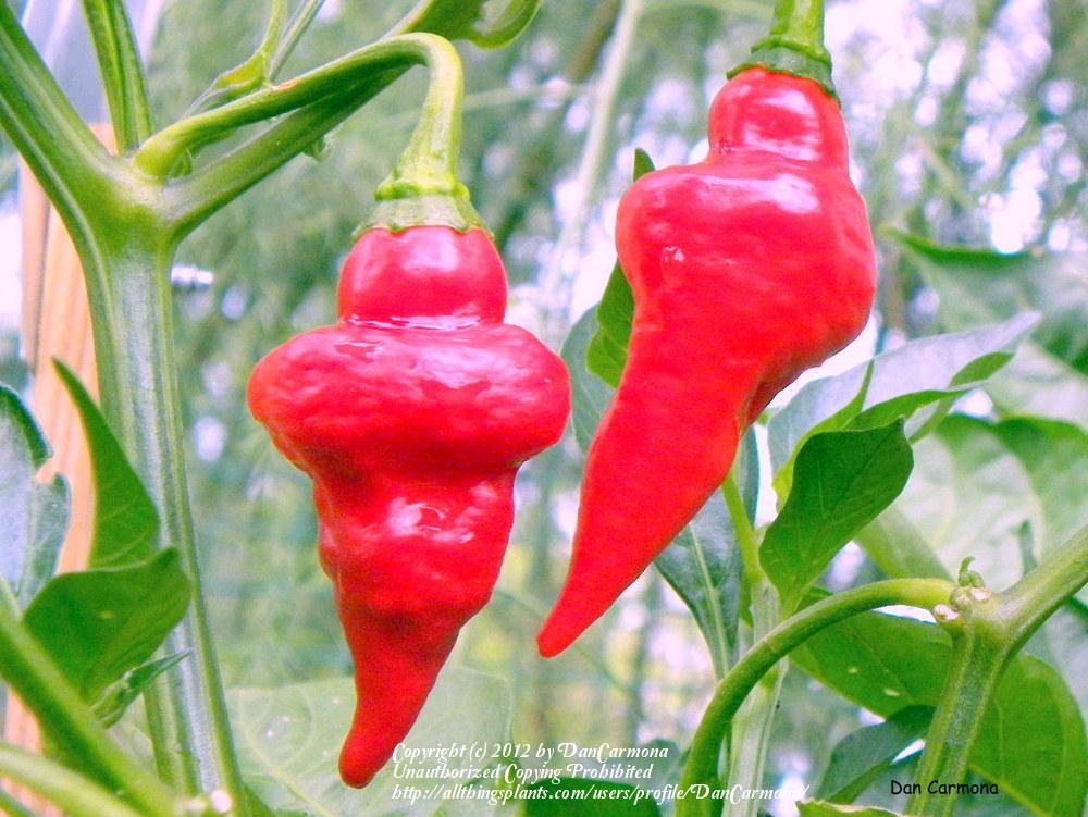 Hot Pepper (Capsicum annuum 'Turk's Cap') in the Peppers Database ...