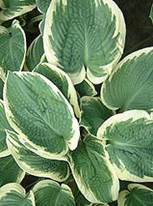 Photo of the leaves of Hosta 'Barbara Ann' posted by vic - Garden.org