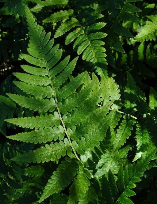 Photo of the bloom of Dixie Wood Fern (Dryopteris x australis) posted ...