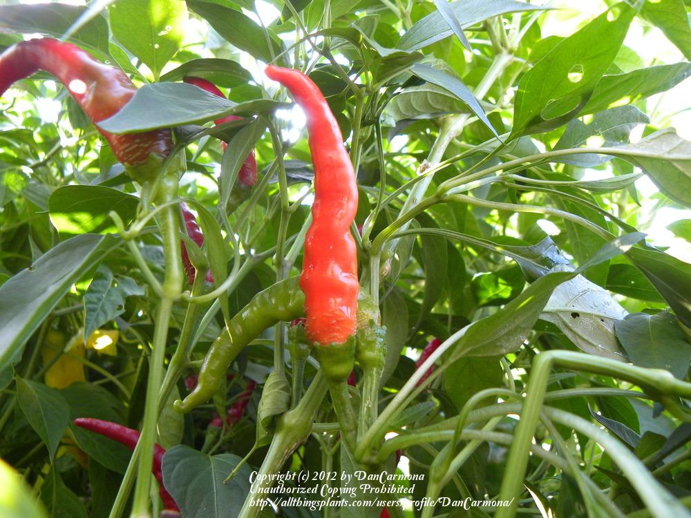 Ornamental Pepper (Capsicum annuum 'NuMex Sunburst') in the Peppers ...