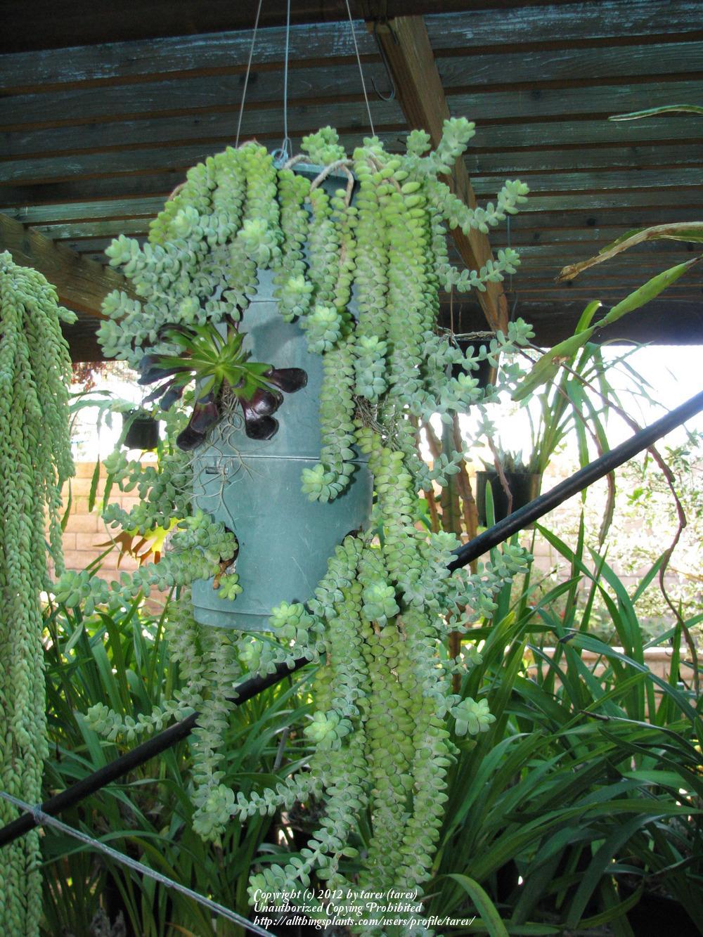 Sedums: Plant Care and Collection of Varieties - Garden.org