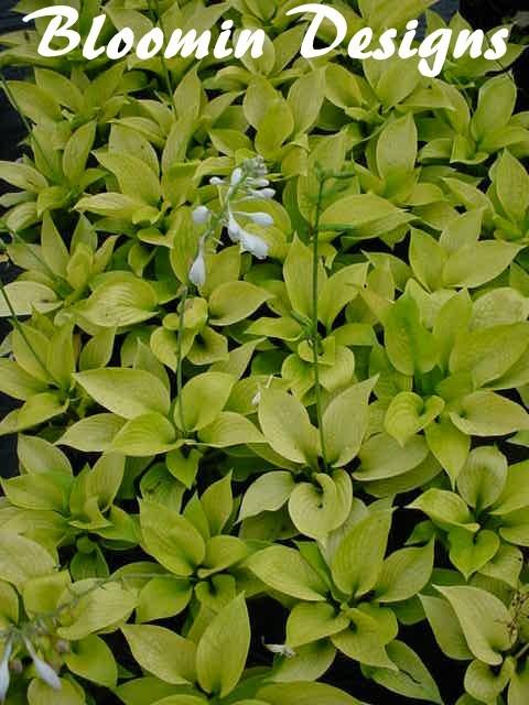 Photo of the leaves of Hosta 'Diva' posted by vic - Garden.org