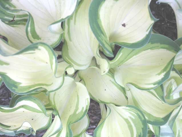 Photo of the leaves of Hosta 'Ghost Spirit' posted by vic - Garden.org
