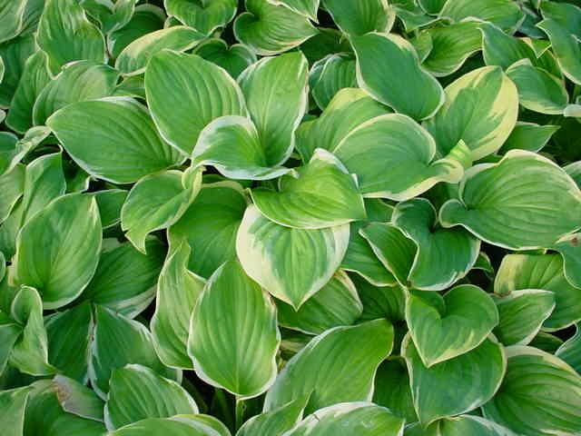Photo of the leaves of Hosta 'Fragrant Dream' posted by vic - Garden.org