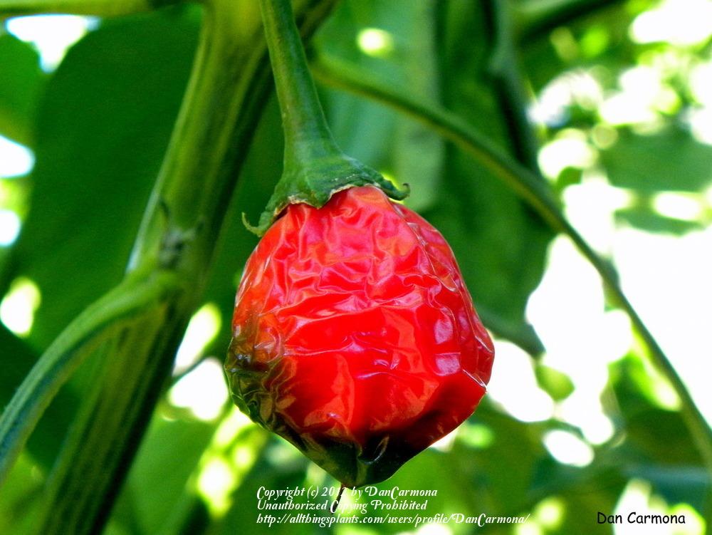 Hot Pepper (Capsicum annuum 'Earbob') in the Peppers Database - Garden.org