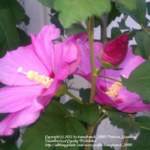 Rose Of Sharon (Hibiscus syriacus 'Minerva') in the Roses of Sharon ...