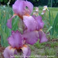 Photo of the bloom of Tall Bearded Iris (Iris 'Mary Randall') posted by ...