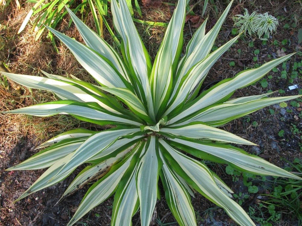 Photo of the entire plant of Mauritius Hemp (Furcraea foetida ...
