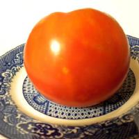 Tomato (Solanum lycopersicum 'Supersonic') in the Tomatoes Database ...