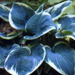 Hosta 'Lakeside Masterpiece' in the Hostas Database - Garden.org