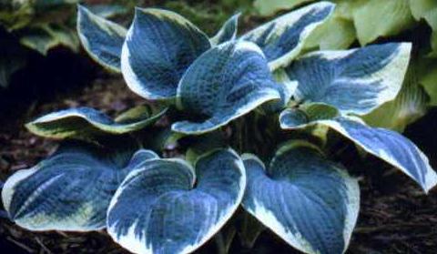 Hosta 'Lakeside Masterpiece' in the Hostas Database - Garden.org