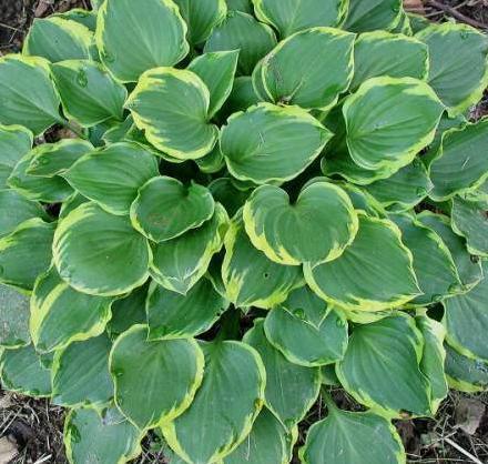 Hosta 'Lakeside Baby Face' in the Hostas Database - Garden.org