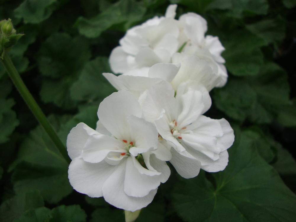 Photo of the bloom of Fish Geranium (Pelargonium x hortorum Patriot ...