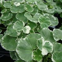 Photo of the entire plant of Fish Geranium (Pelargonium x hortorum ...