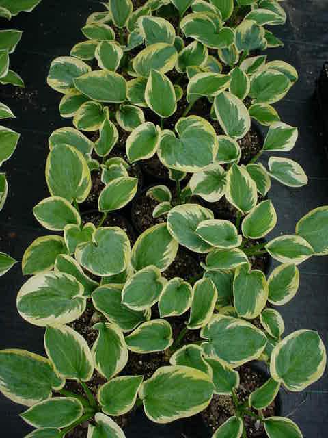 Photo of the leaves of Hosta 'Snow Cap' posted by vic - Garden.org