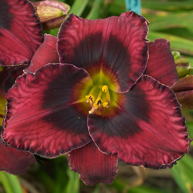 Daylily (Hemerocallis 'Beguiling Eyes') in the Daylilies Database - Garden.org