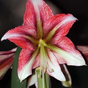 Amaryllis (Hippeastrum 'Ruby Star') in the Amaryllis Database - Garden.org