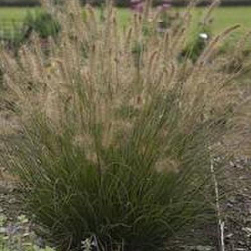 Fountain Grass (Cenchrus alopecuroides 'Piglet') - Garden.org