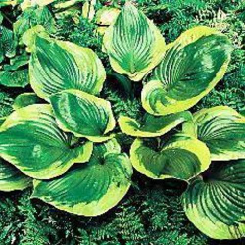Hosta 'Titanic' in the Hostas Database - Garden.org