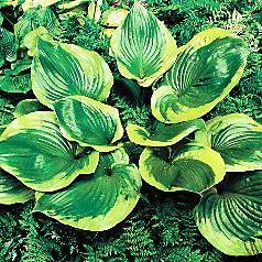 Hosta 'Titanic' in the Hostas Database - Garden.org