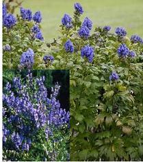 Azure Monkshood (Aconitum fischeri) - Garden.org
