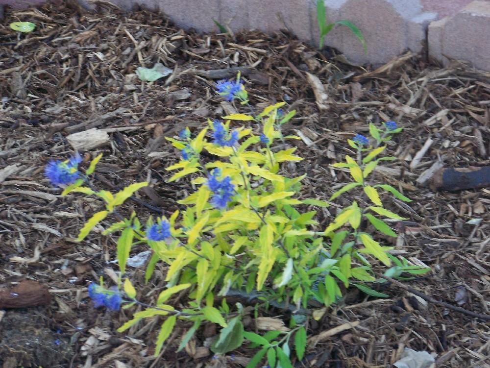 Photo of the entire plant of Bluebeard (Caryopteris incana Sunshine ...