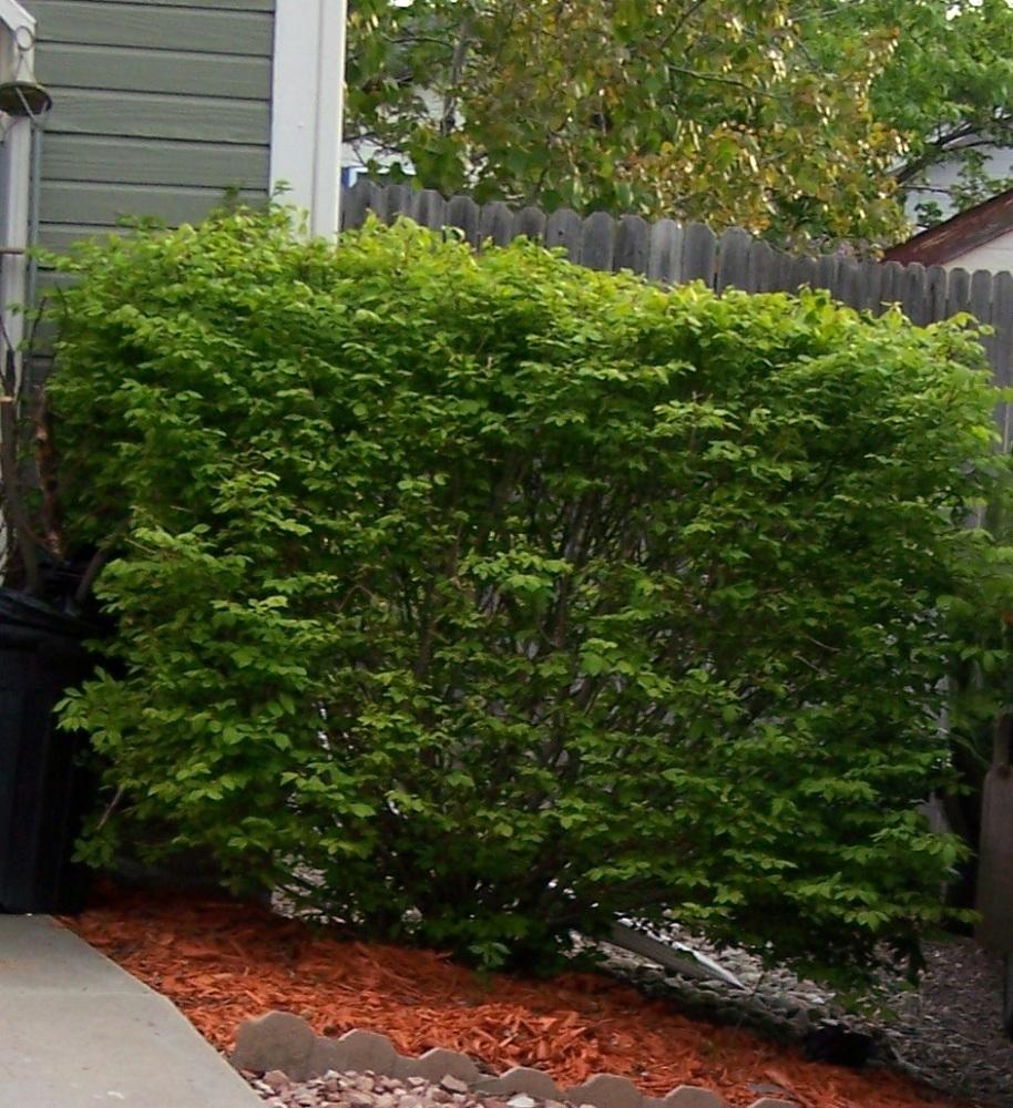 Photo of the entire plant of Dwarf Burning Bush (Euonymus alatus ...