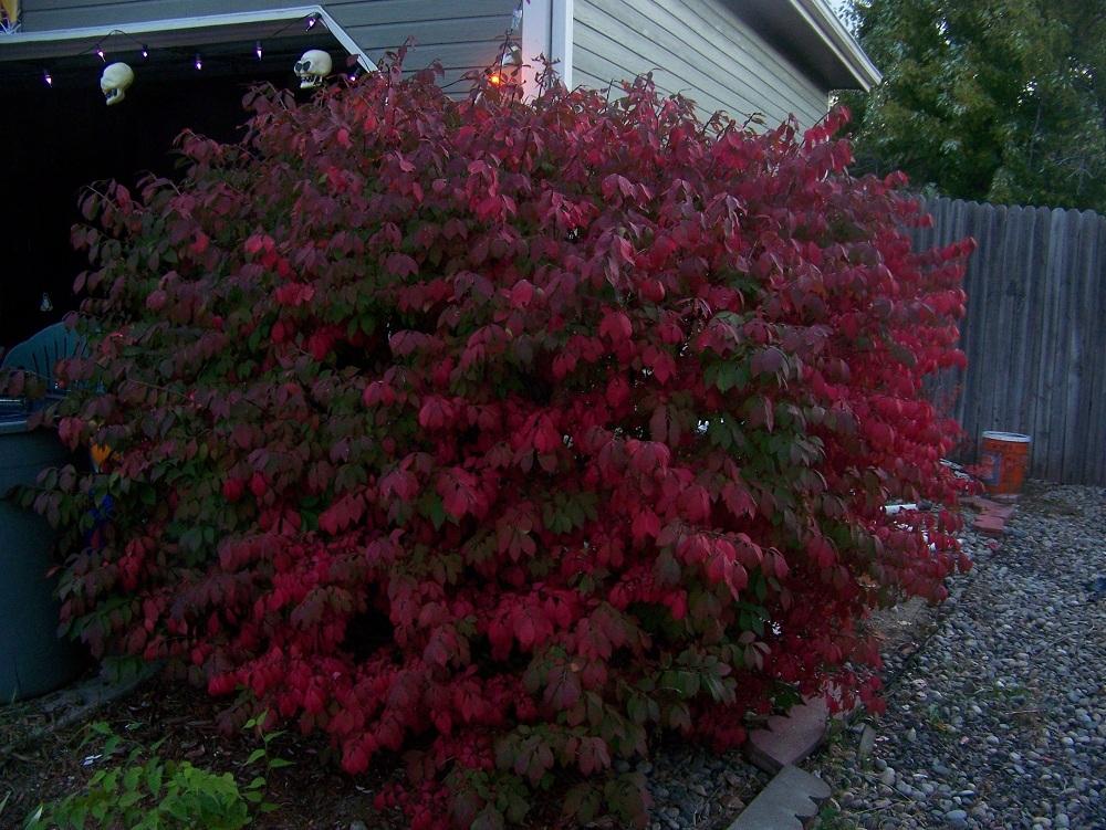 Photo of the entire plant of Dwarf Burning Bush (Euonymus alatus 'Compactus') posted by ...