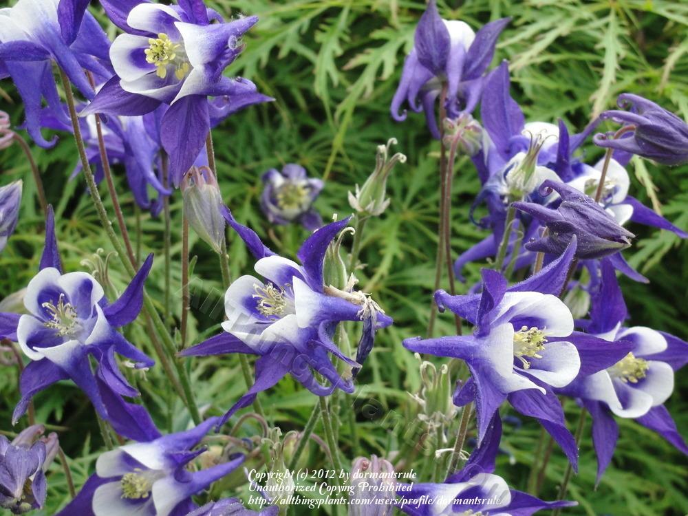 Photo of the bloom of Columbine (Aquilegia vulgaris 'Winky Blue and ...