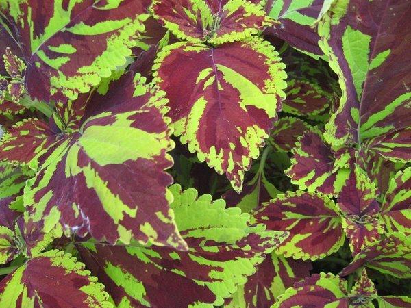 Coleus (Coleus scutellarioides 'Splash') in the Coleus Database ...