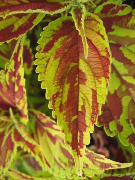 Coleus (Coleus scutellarioides 'Yellow Splash') in the Coleus Database ...
