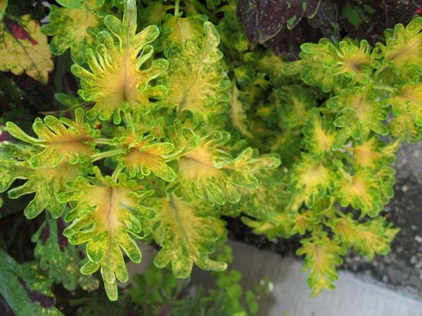 Coleus (Coleus scutellarioides Midway Curly™ Lemon Lime) in the Coleus ...