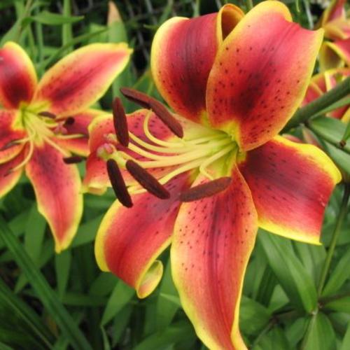 Lily (Lilium 'Fancy Crown') in the Lilies Database - Garden.org