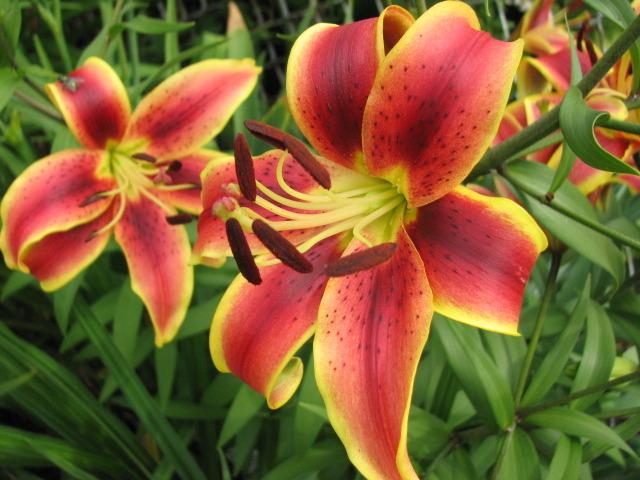 Lily (Lilium 'Fancy Crown') in the Lilies Database - Garden.org