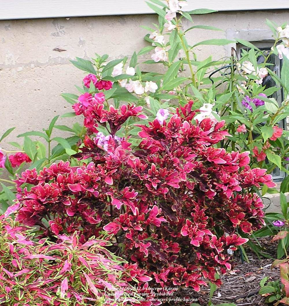 Photo of the entire plant of Coleus (Coleus scutellarioides 'Burning ...