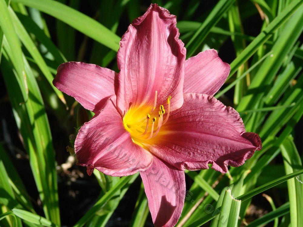 Photo of the bloom of Daylily (Hemerocallis 'Summer Wine') posted by ...