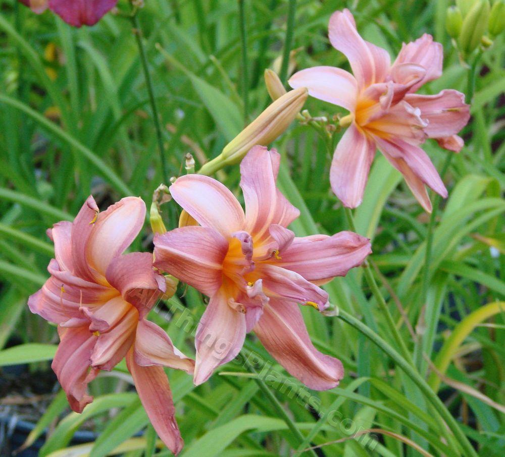 Photo of the bloom of Daylily (Hemerocallis 'Double Passion') posted by Joy - Garden.org